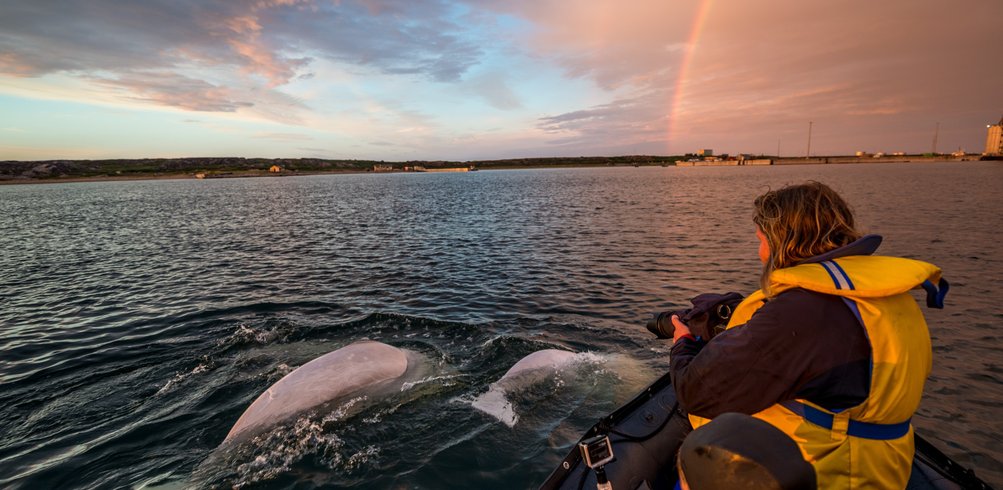 7 Day Canada’s Polar Bears and Beluga Whales Summer Adventure