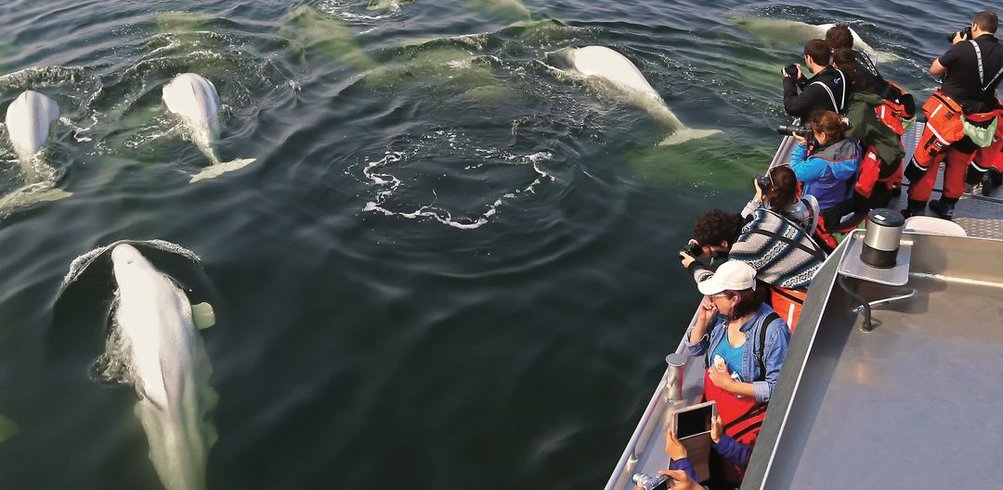 7 Day Canada’s Polar Bears and Beluga Whales Summer Adventure