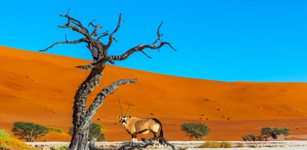 13 Day Best of Namibia