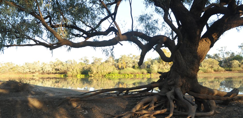 14 Day Queensland Outback & Rainforest