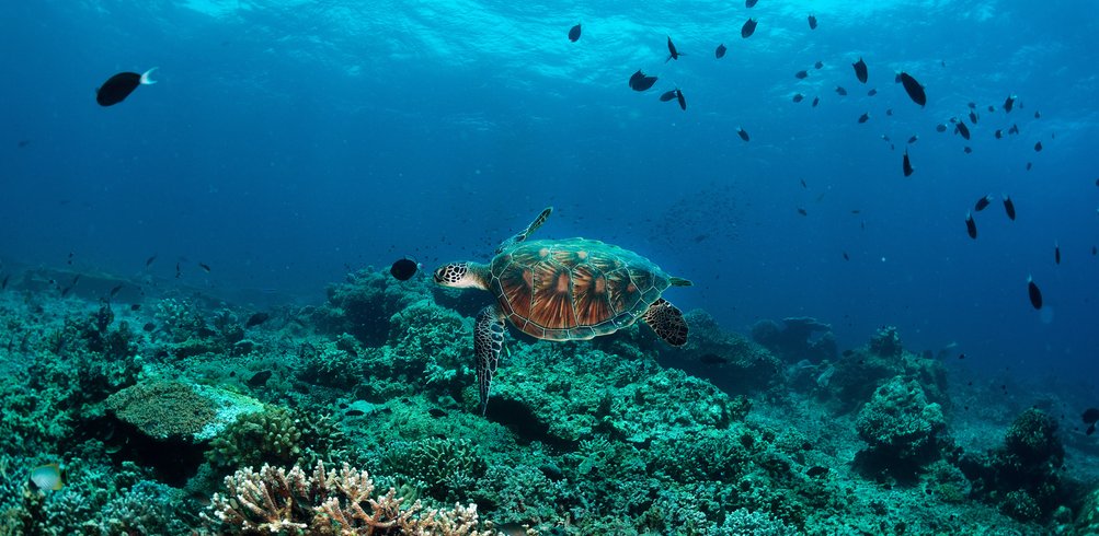 10 Day Best Of Borneo