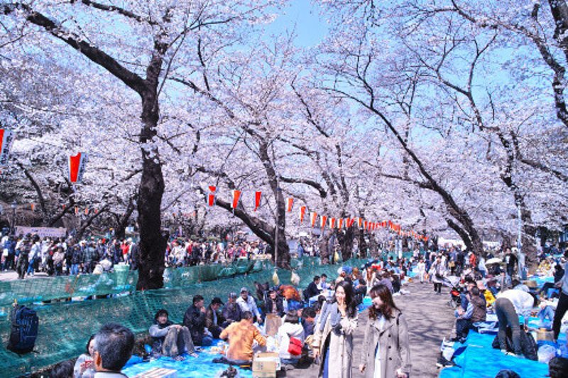 Everything you need to know about: Hanami