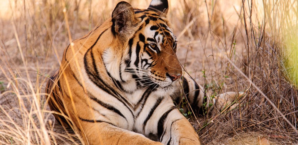 15 Day 5 Star Rajasthan & Tigers - Inspiring Vacations