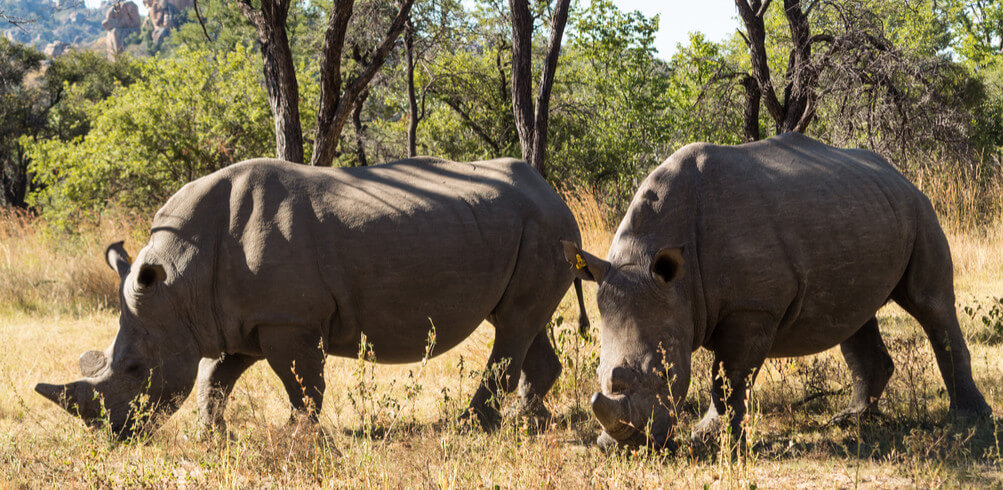 Snapshot: Matobo National Park