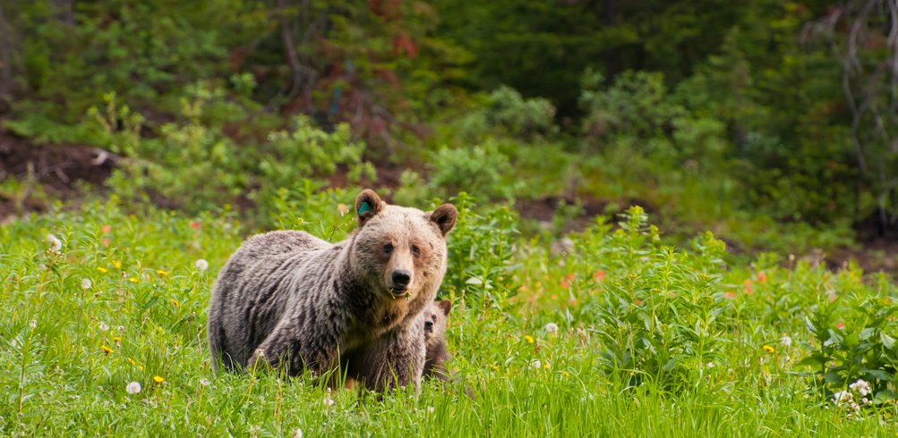 20 Day Highlights of Canadian Rockies With Rocky Mountaineer, Alaska ...