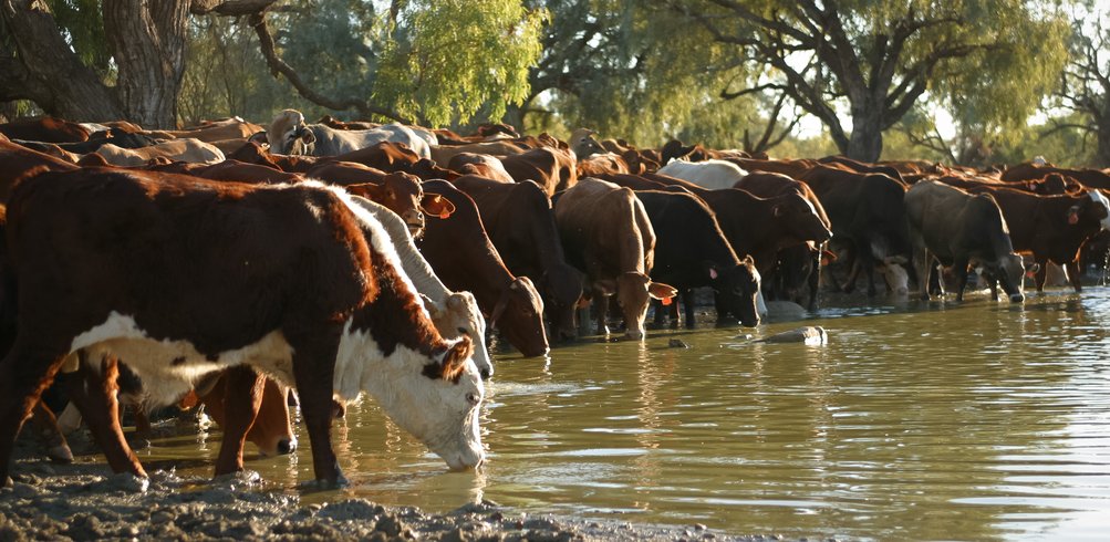 14 Day Queensland Outback & Rainforest