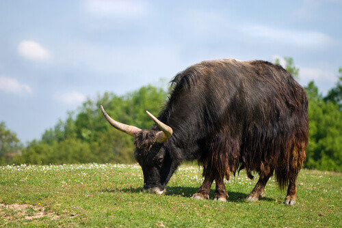 A day in the life: Yak Herder - Inspiring Vacations